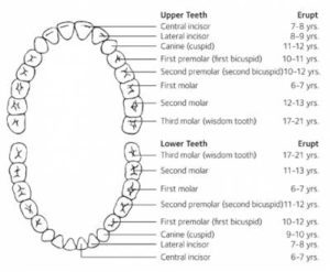 Kid Teeth Chart and How to Use It | UtoDent.com